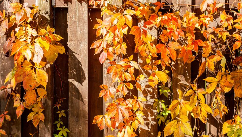 Autumn Embrace: How Fences Add Charm & Function to Your Fall Landscape ...